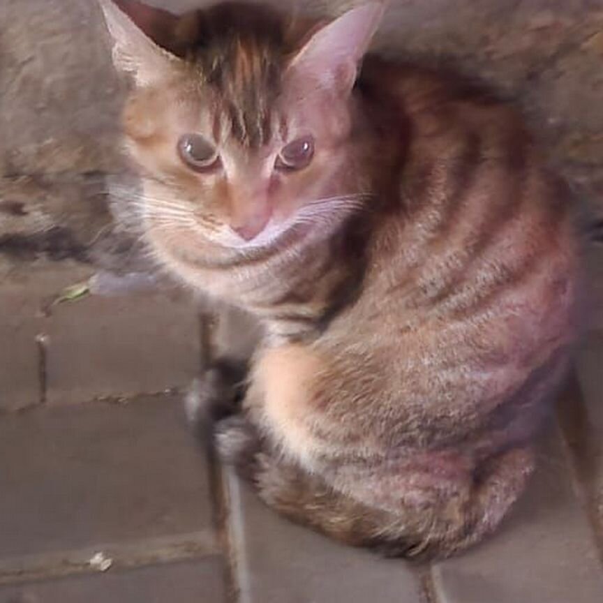 Кошечка в добрые руки