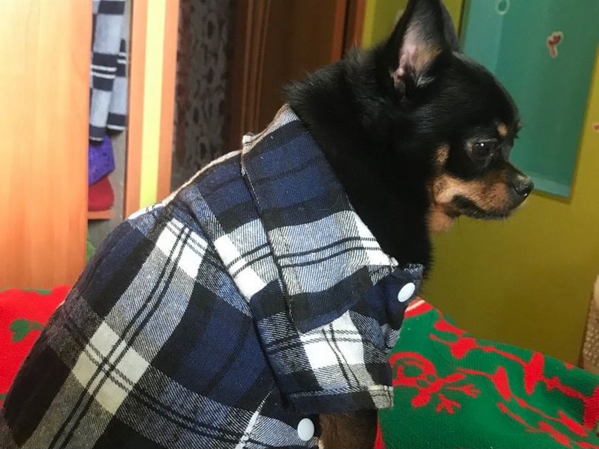 Одежда для маленьких собак