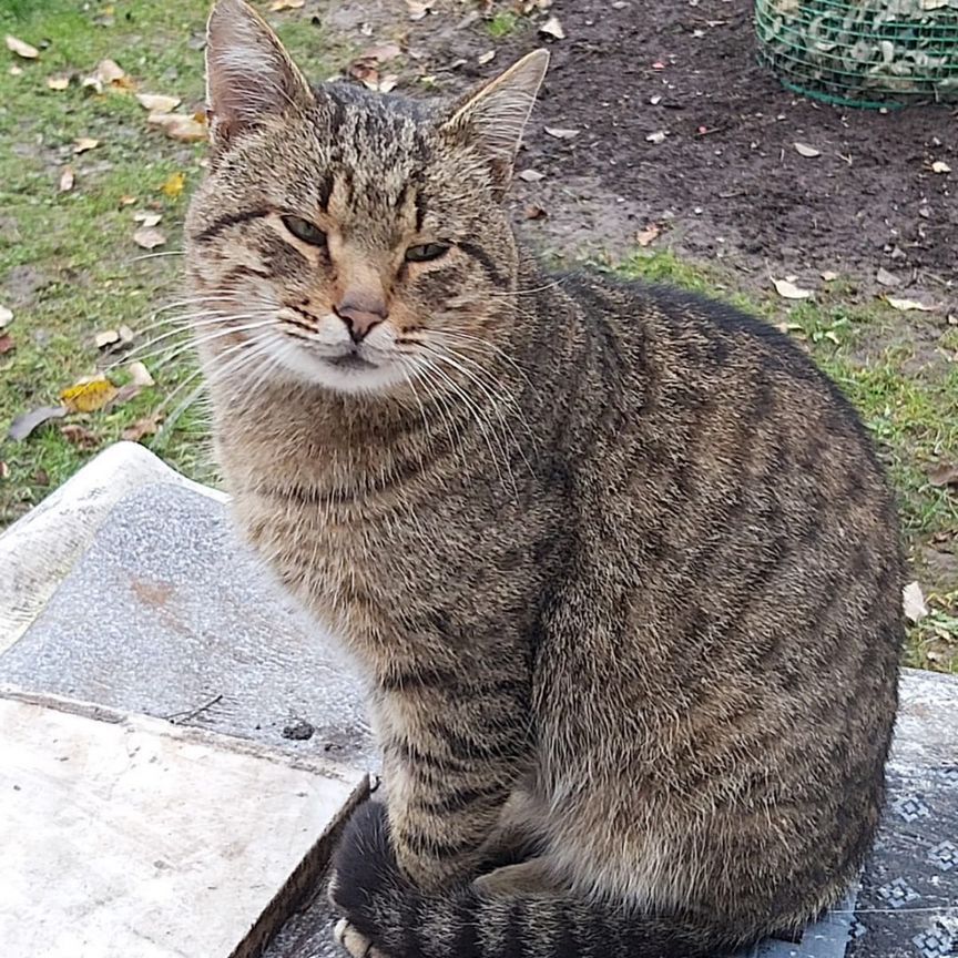 Котик Лёвушка ищет хозяев