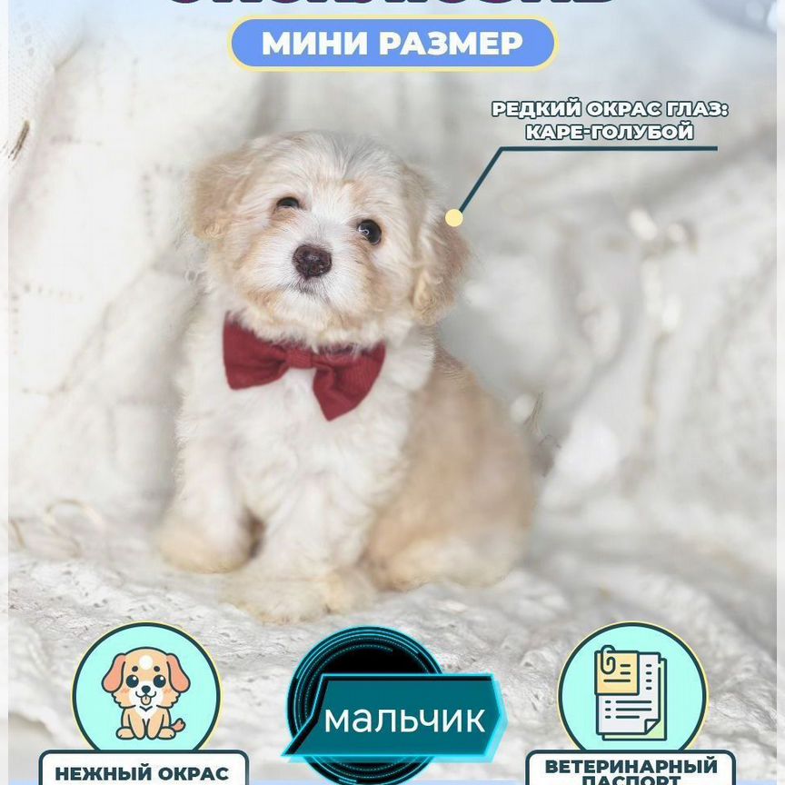 Мальтипу, щенок