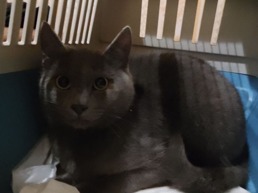 Котенок пропадает на улице