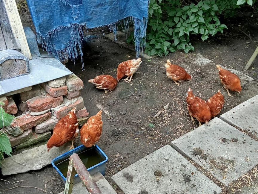 Отдам бесплатно кур