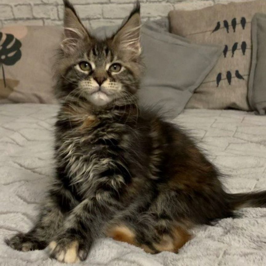 Мейн-кун котёнок