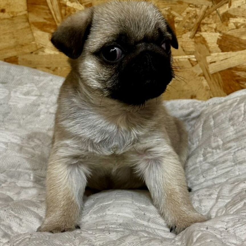 Мопс, щенок