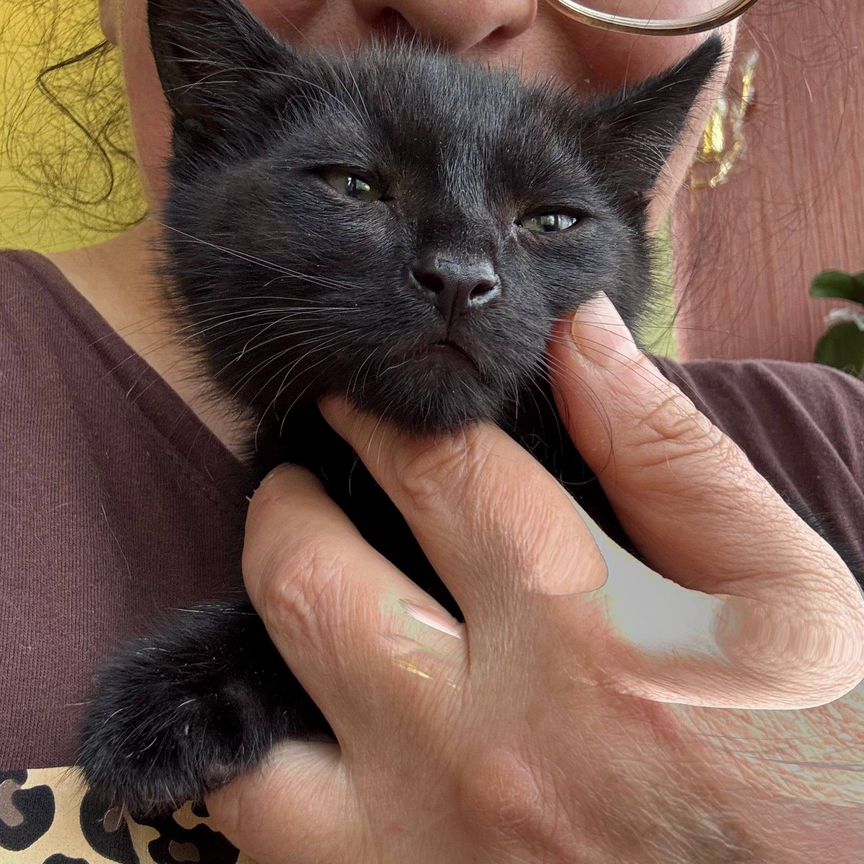 Котёнок в добрые руки