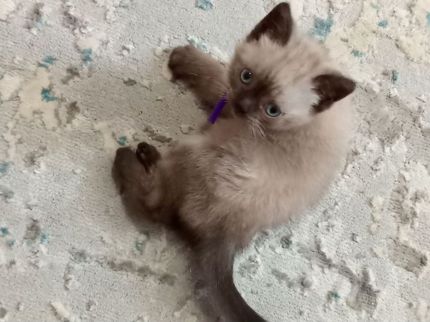 Котëнок породистый бесплатно