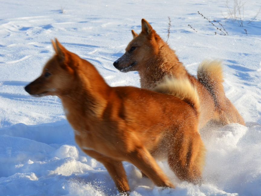 Карело финская лайка