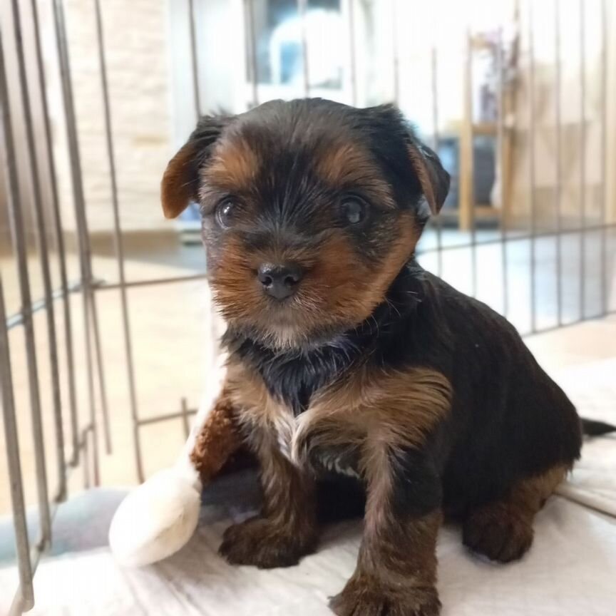 Йоркширский терьер