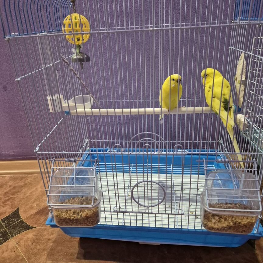 Волнистый попугай с клеткой