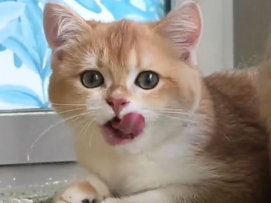 Золотая шиншилла котик ny12 (папа ny12)