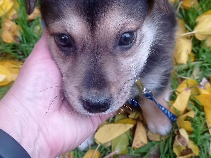 Щенок,красавчик,1.5 мес