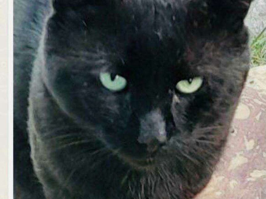 Кот брутал