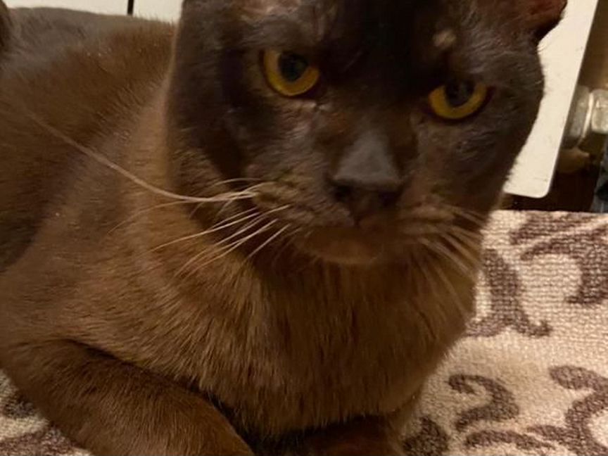 Бурманская