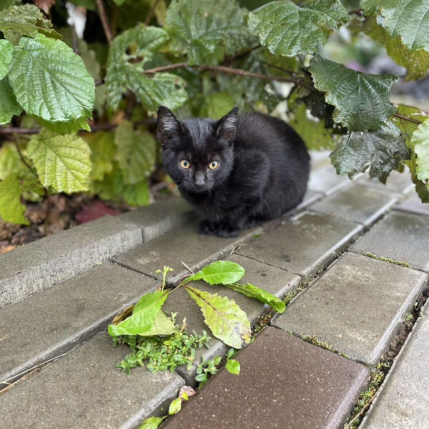 Ласковые котята в добрые руки