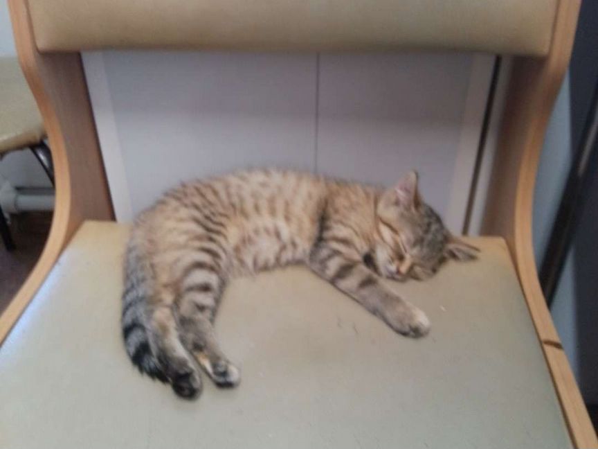 Кошка, Няшка"