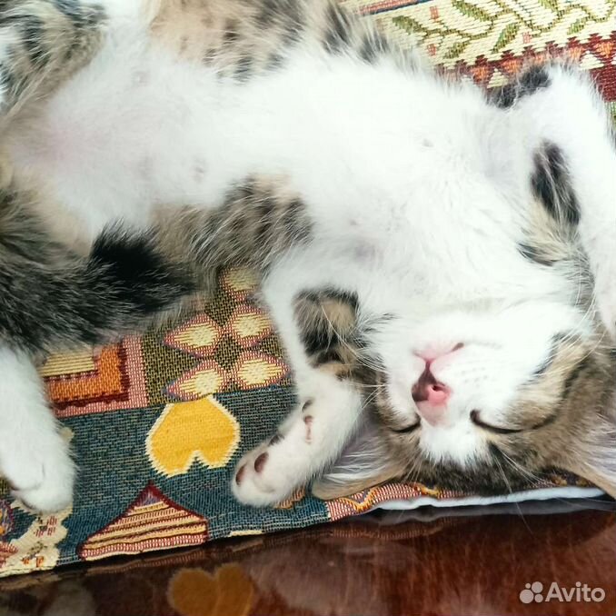 Котенок с приданым. 2 месяца, мальчик,вакцинирован
