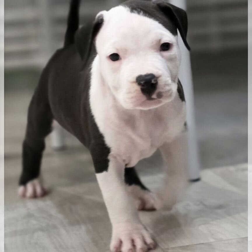 Американский стаффордширский терьер, щенок