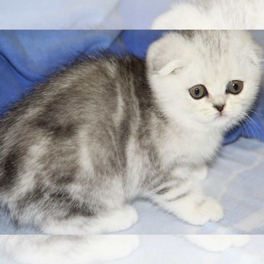 Шотландские вислоухие котята, доставка
