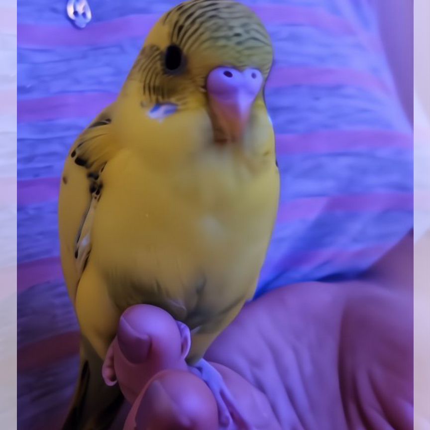 Птенцы волнистый попугай ручной