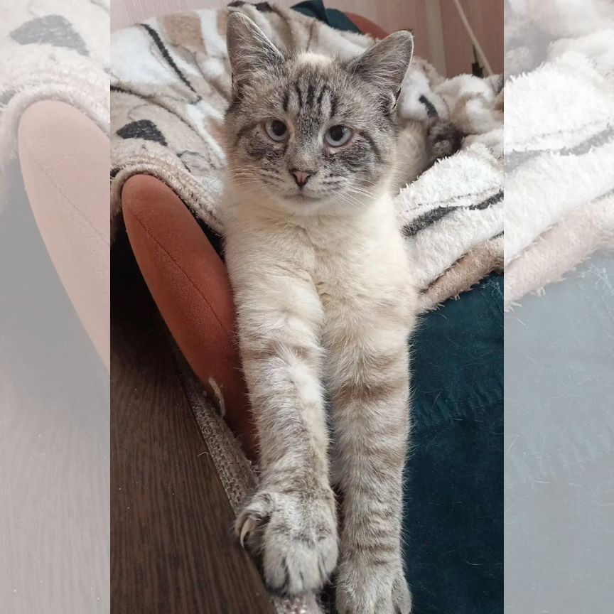 Взрослая собака в добрые руки