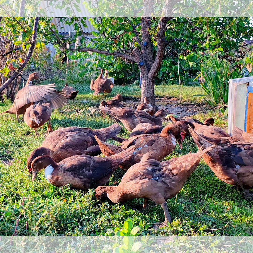 Индоутки тяжёлой линии