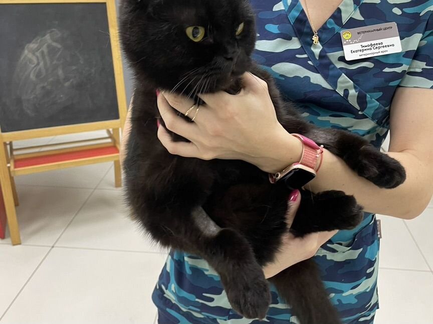 Несчастные коты