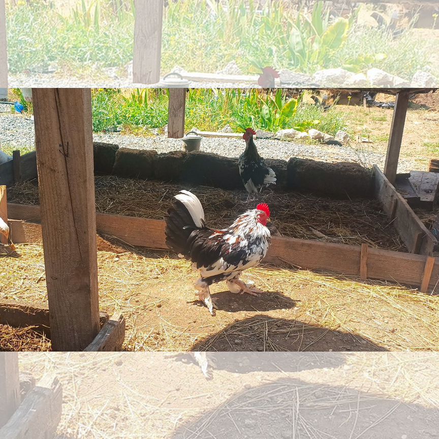 Петушки бентамки лохманогие Королёк