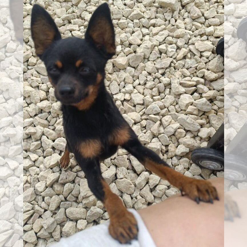 Русский той-терьер, щенок