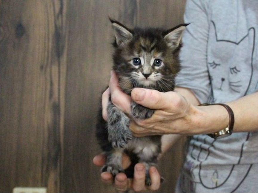 Котята мейн-кун с родословной из проф.питомника