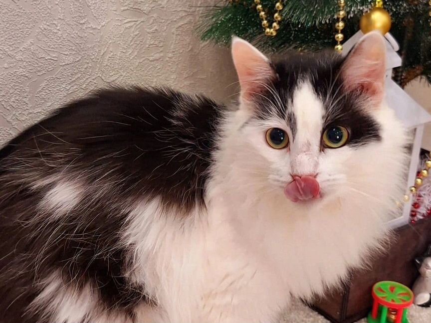 Котик Томас ждет тебя(кастрированный)в добрые руки