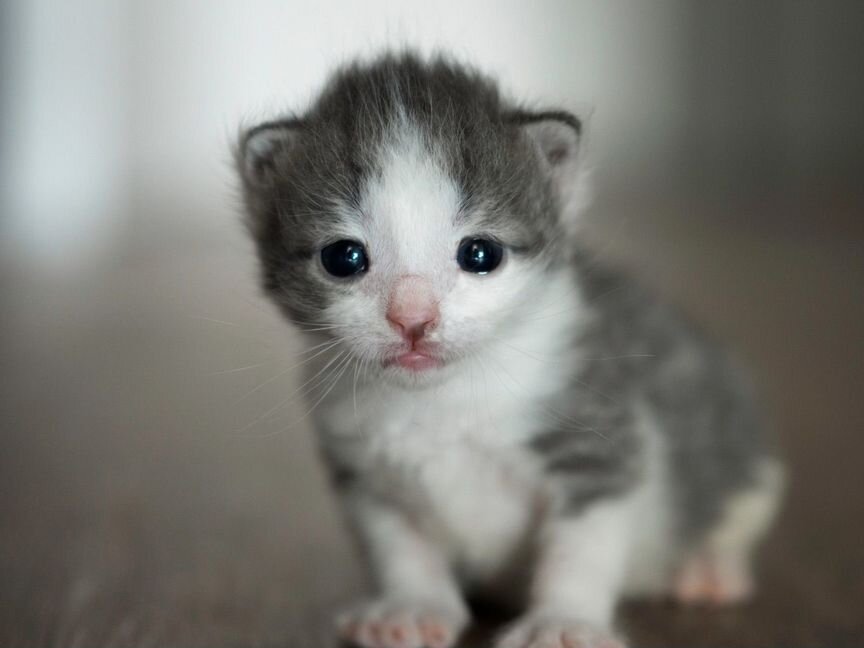 Котята