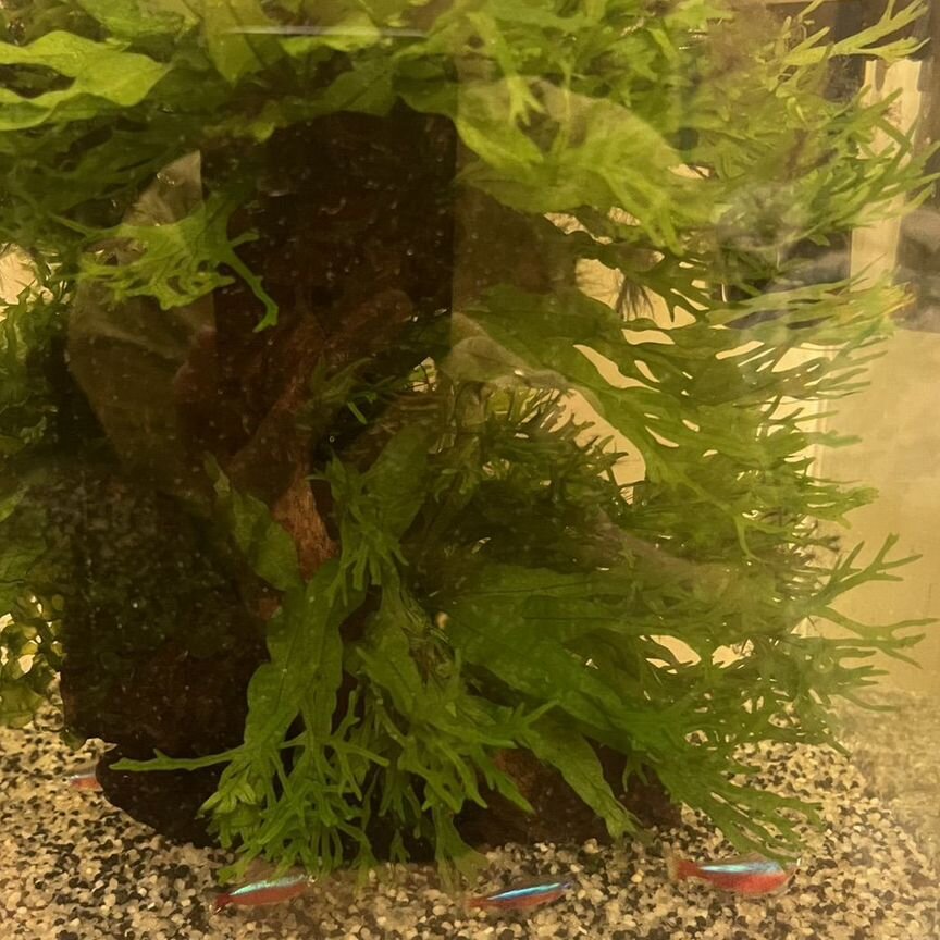 Бронь. Отдам рыбок и корм с тест полосками