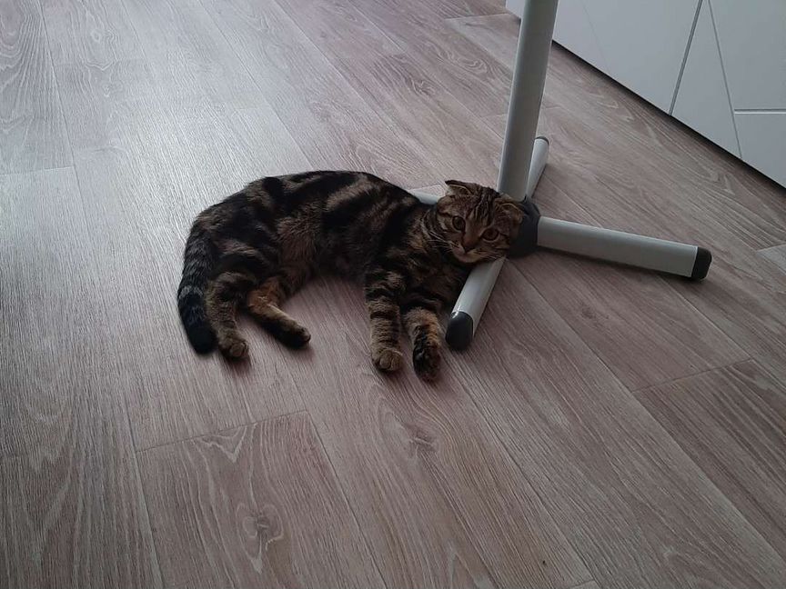 Шотландская кошка, вязка