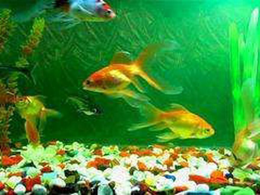 Установка и обслуживание аквариумов