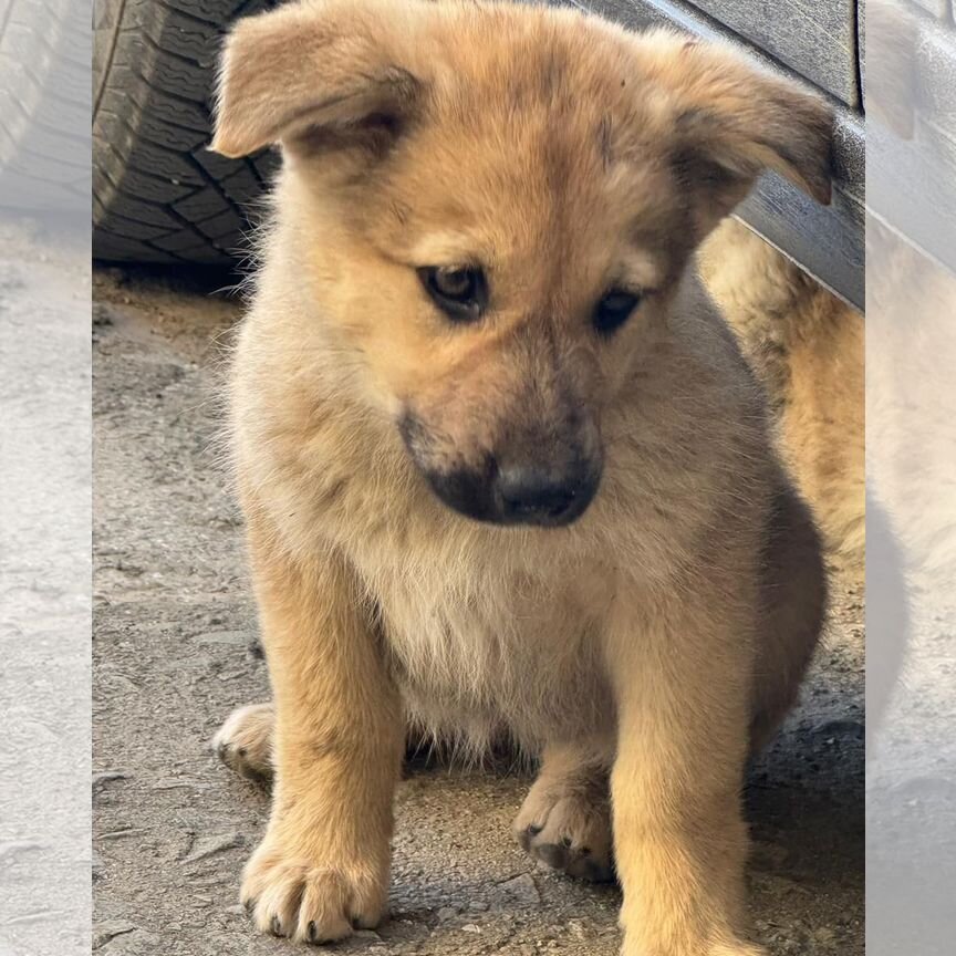 Щенки ищут дом