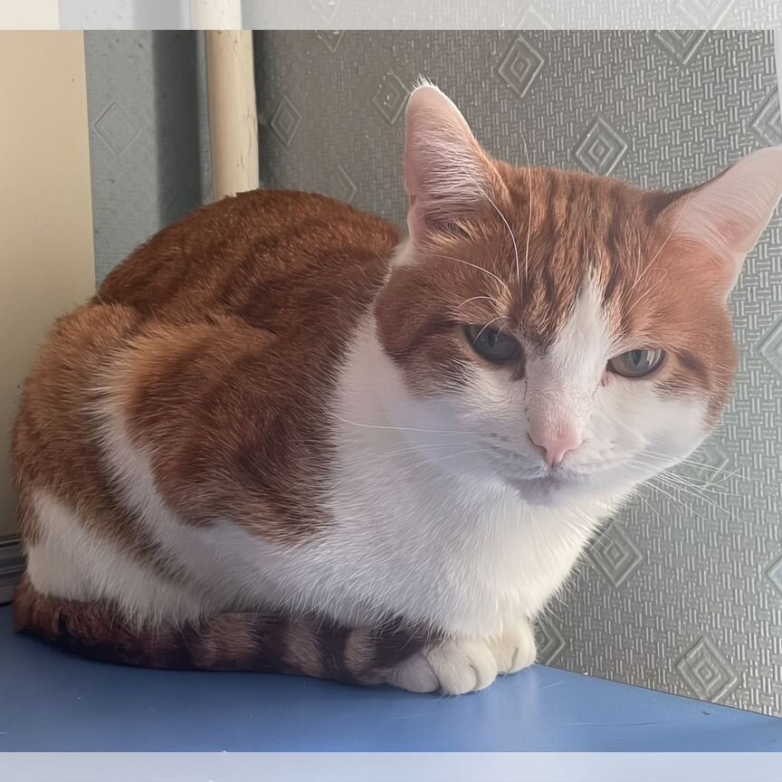 Британский короткошёрстный, взрослый кот