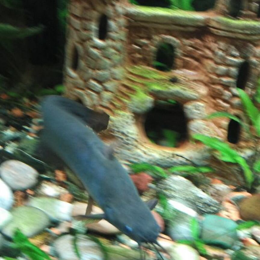 Сом мешкокожаберный