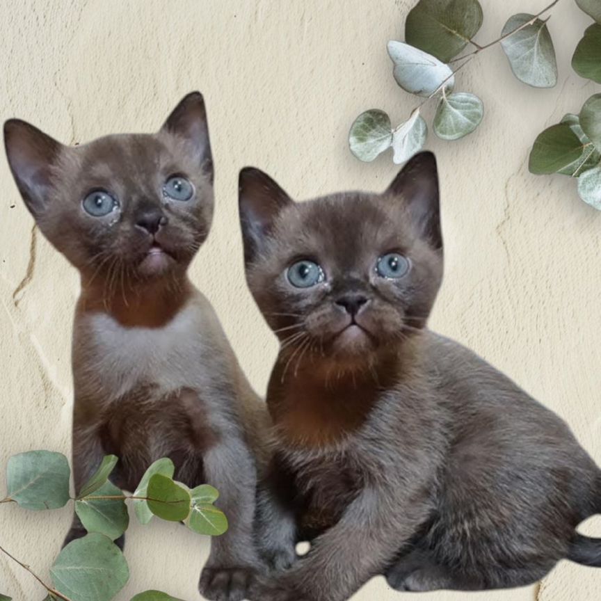 Бурманские котята