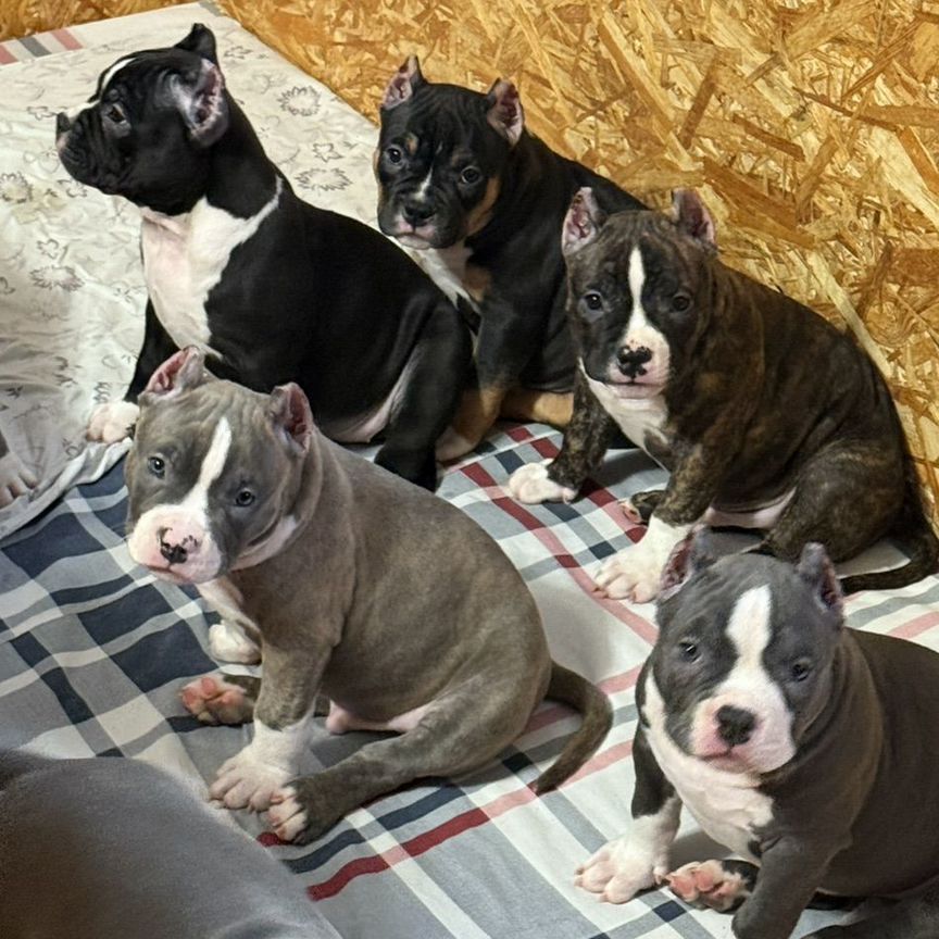 Американский булли, щенок