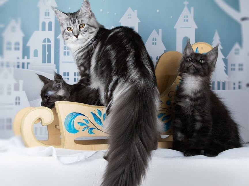 Мейн-кун кошечка мрамор на серебре