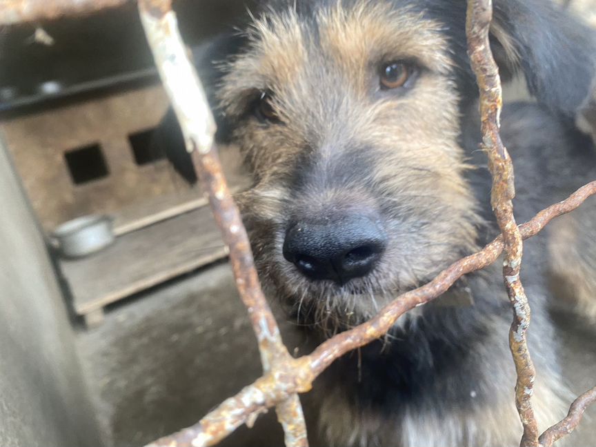 Собака из приюта в добрые руки