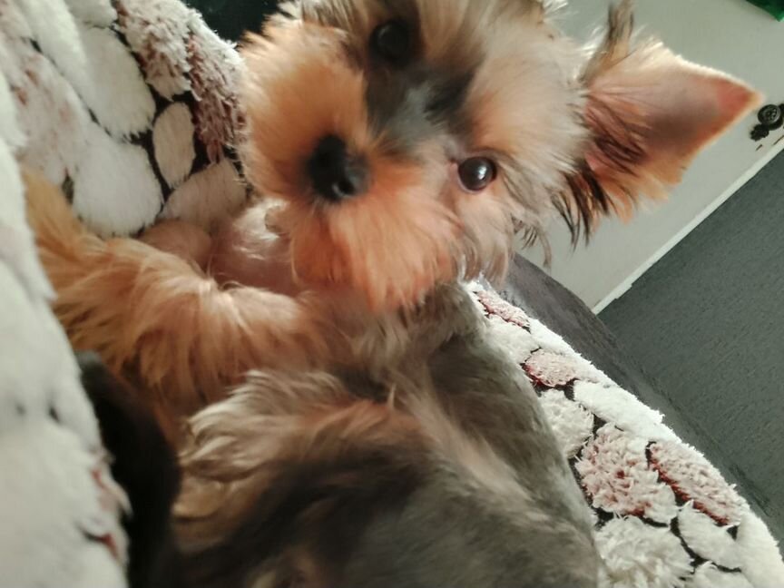 Продам собаку Йорк Ширдского терьера