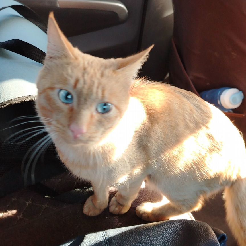 Взрослый кот в добрые руки