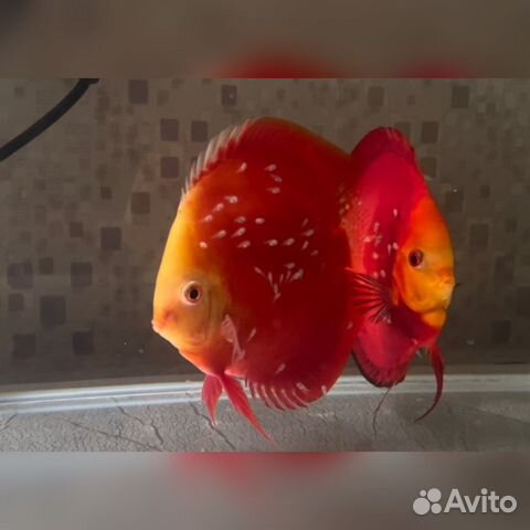 Дискусы. Мальки