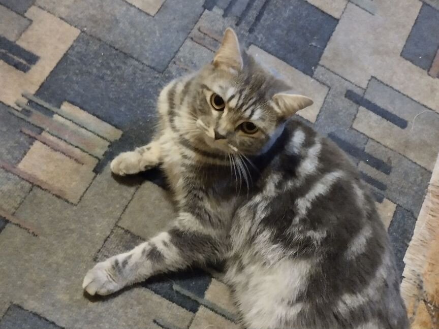 Шотландская кошка