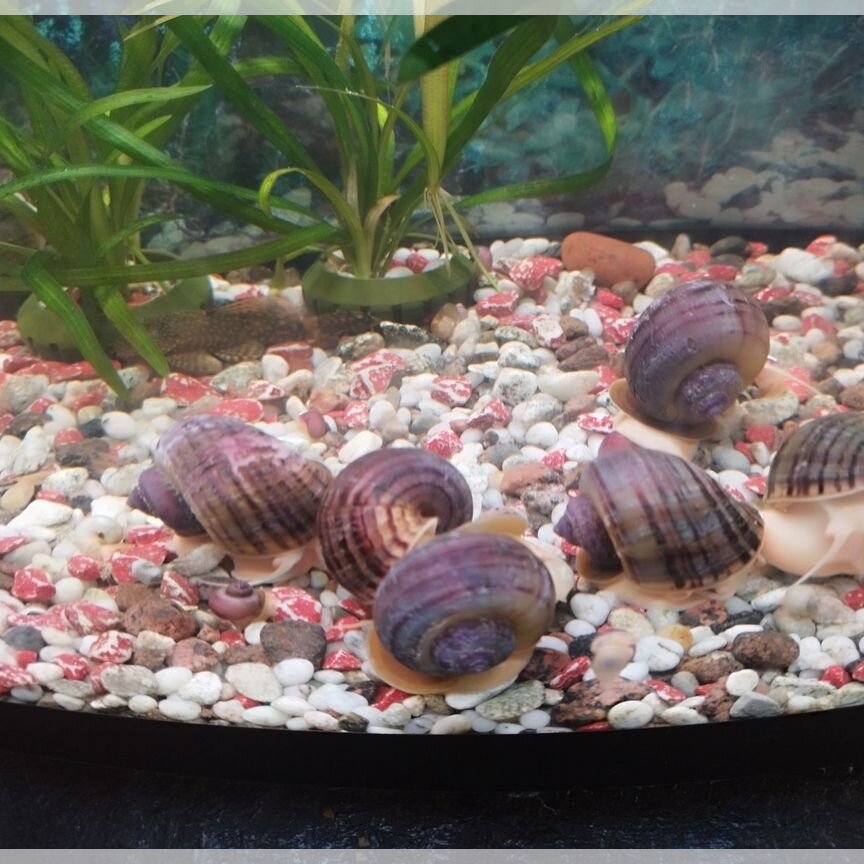 Улитка Ампулярия