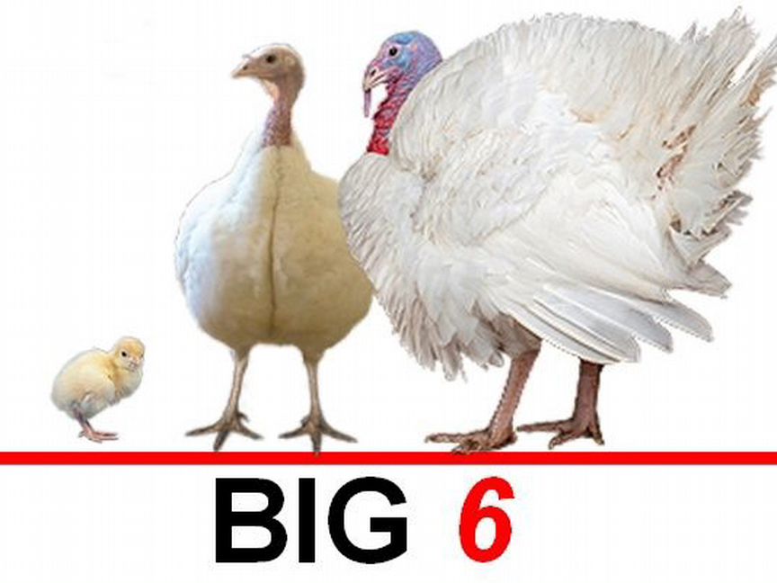Инкубационное яйцо индейки Биг 6
