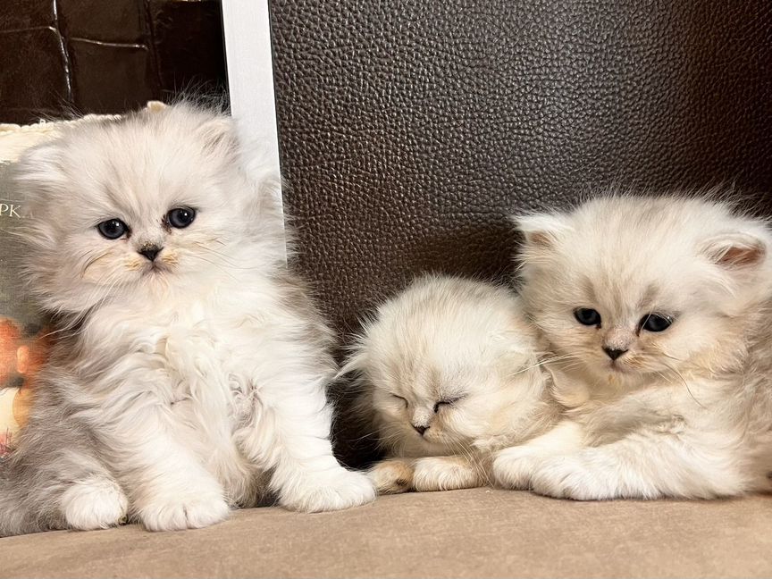 Шотландские вислоухие котята