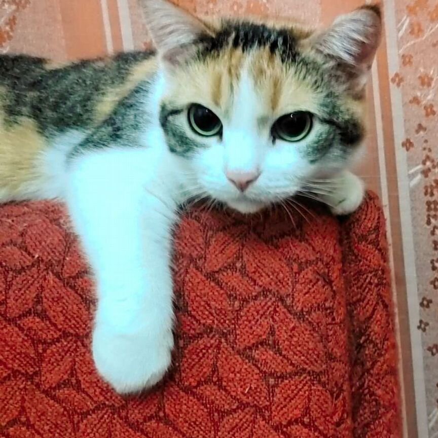 Кошечка в добрые руки бесплатно