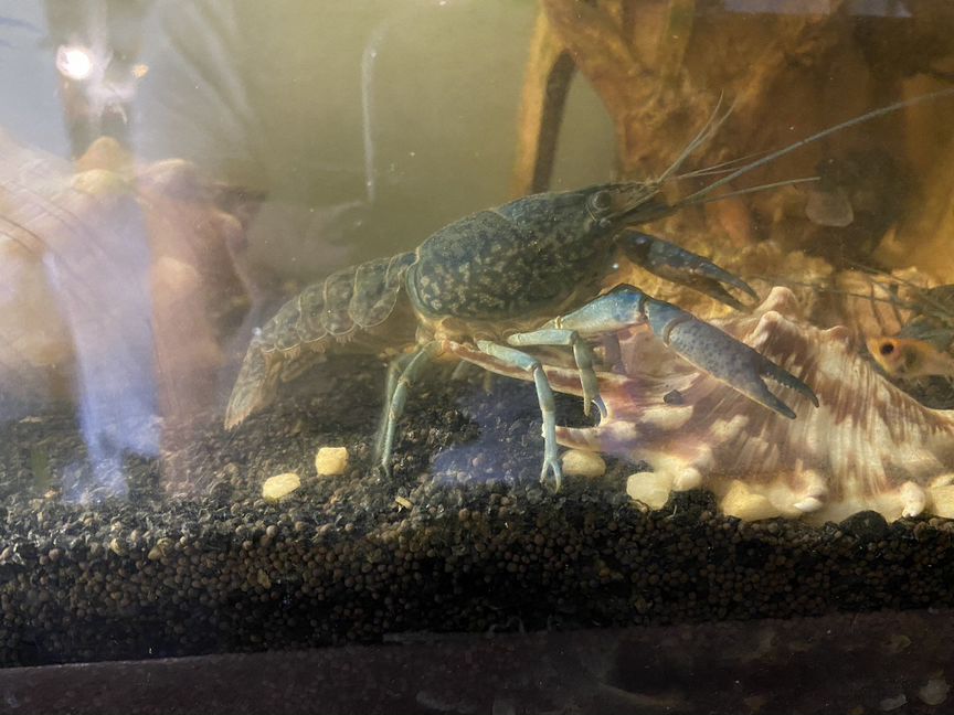 Раки и рыбки гуппешки для аквариума